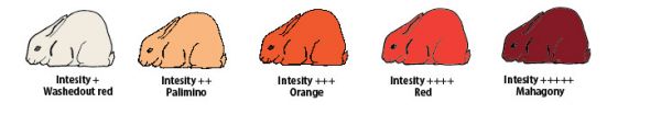Advanced Color Genetics - Bun Club Wiki